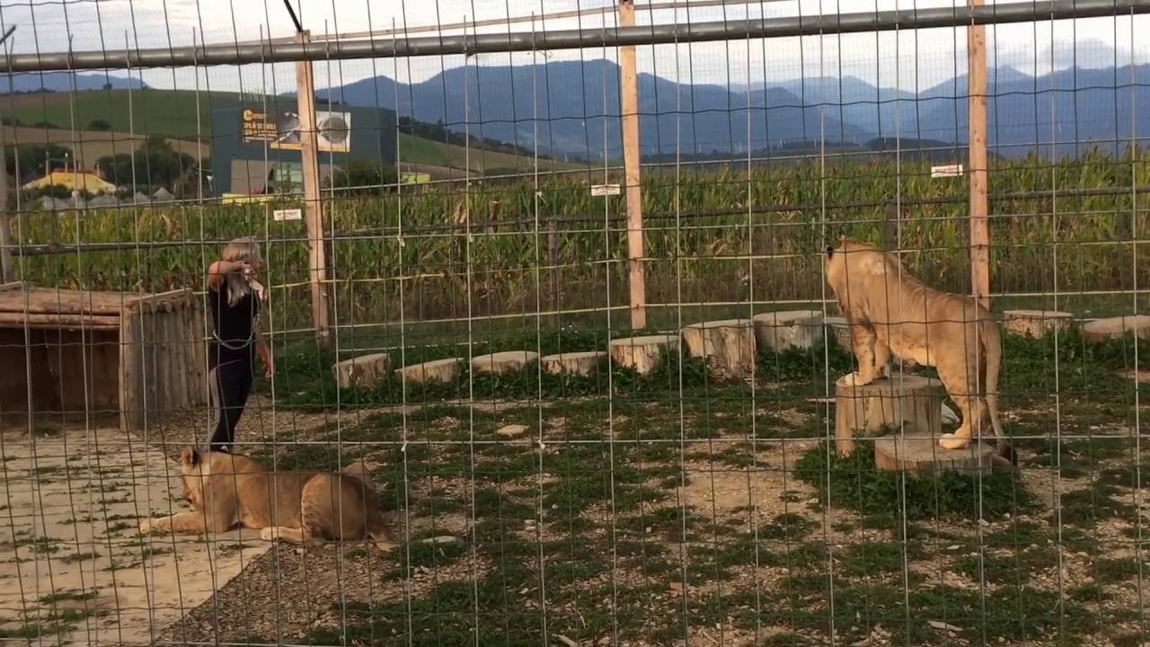 Kontaktna ZOO Tatralandia Krmenie levov Veveričky medveď Iris - YouTube