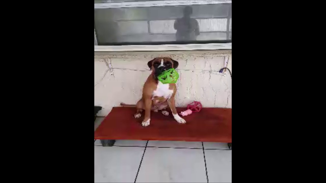 Boxer Puppy Dog Dancing Acting the Fool Having Fun (Kimbo) - YouTube