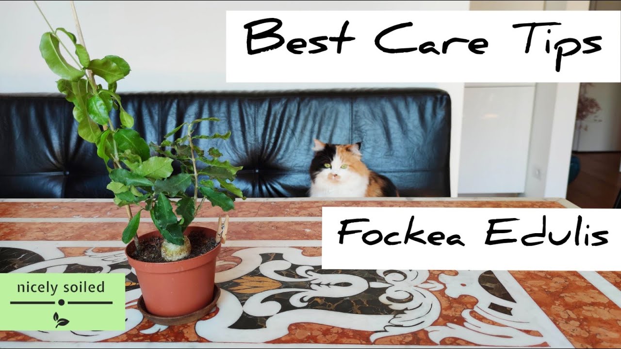 Fockea Edulis - BEST CARE TIPS for watering, light esposition and ...