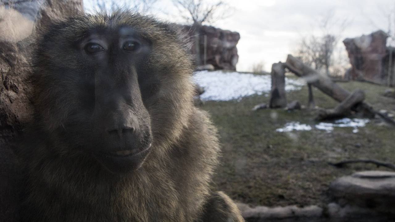 Calm returns after fierce baboon battle at Toronto Zoo - YouTube