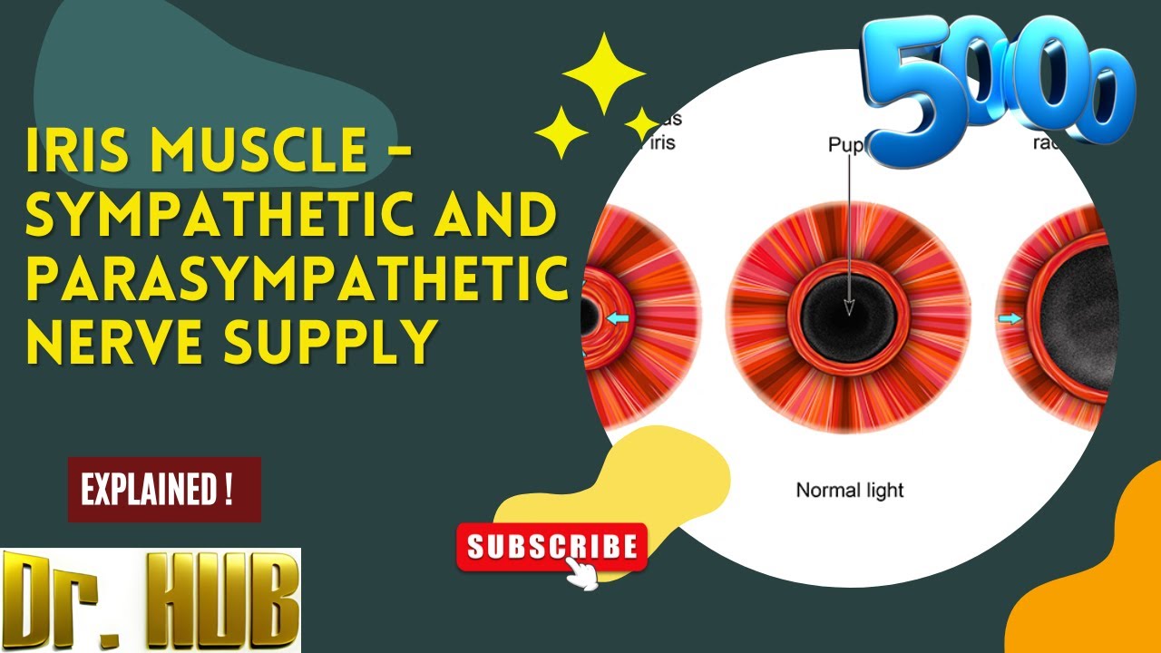 Iris muscle - Sympathetic and parasympathetic nerve supply - YouTube