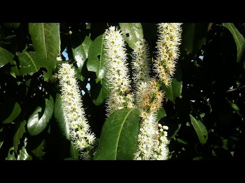 Karayemiş çiçeği-çiçek videosu-çiçek videoları