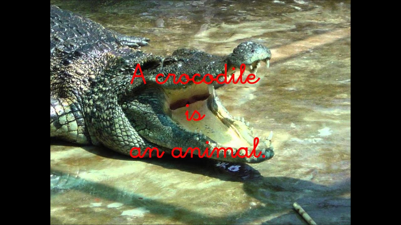 chant unit 6 Animals - YouTube