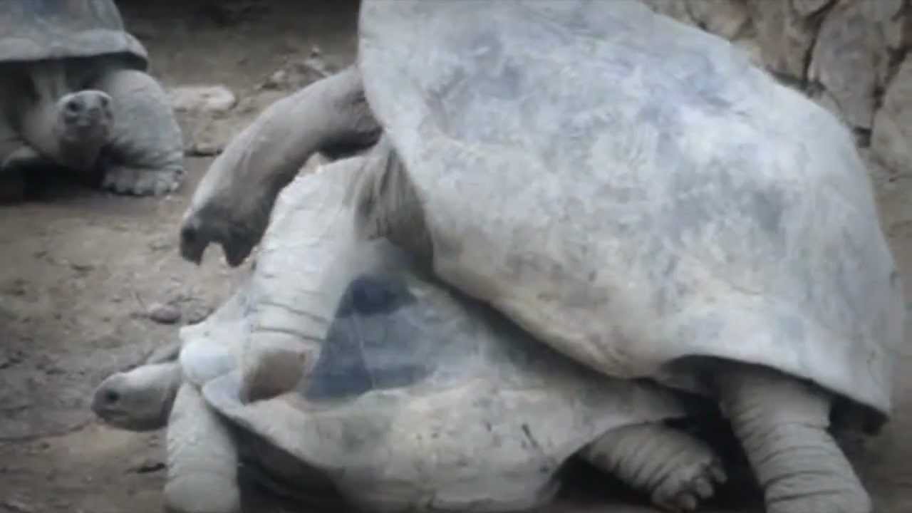 Sea turtles having fun! - YouTube