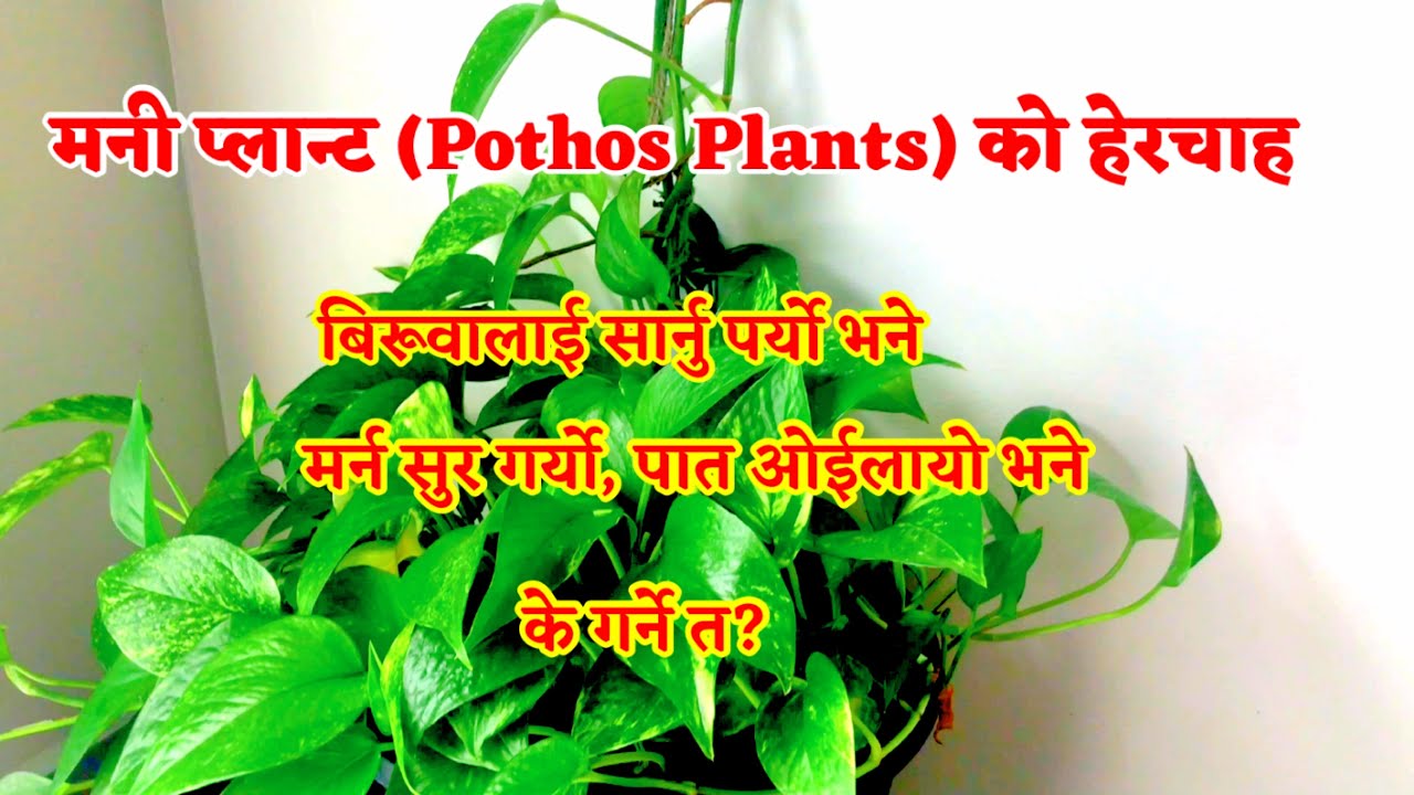 How to revive your plant || Repotting plants || Pothos Plant care ...