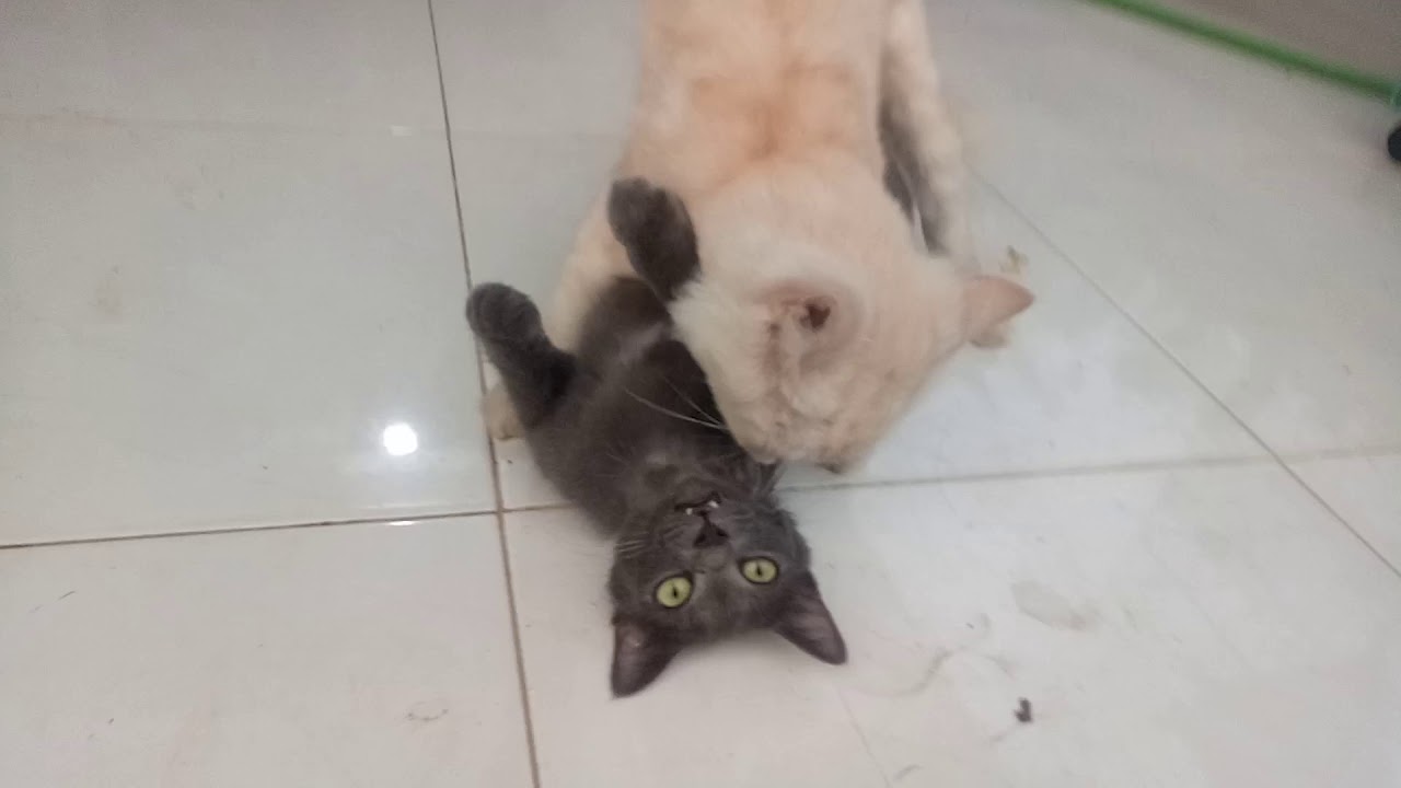 kucing kawin - YouTube