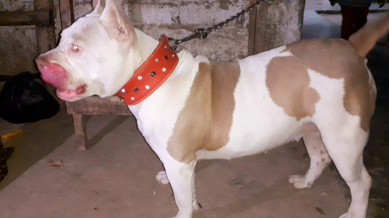 # fusion bully # - YouTube