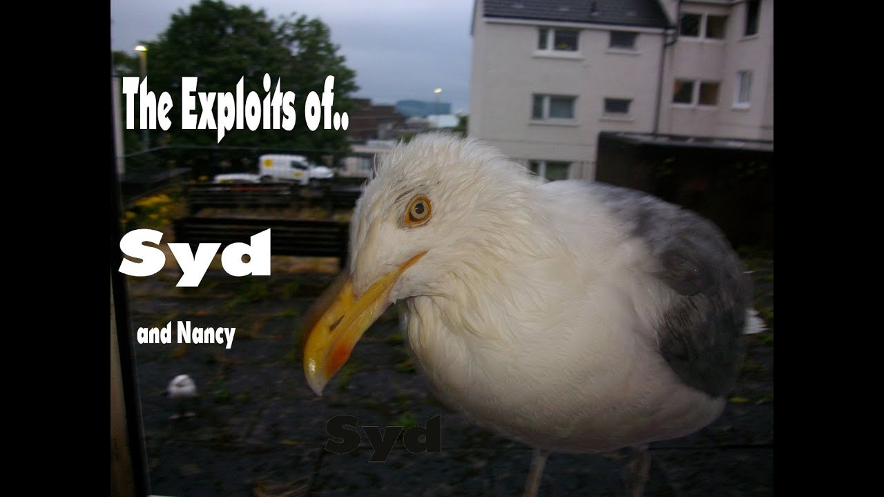 Sid Vicious Seagull - Number 01 - YouTube