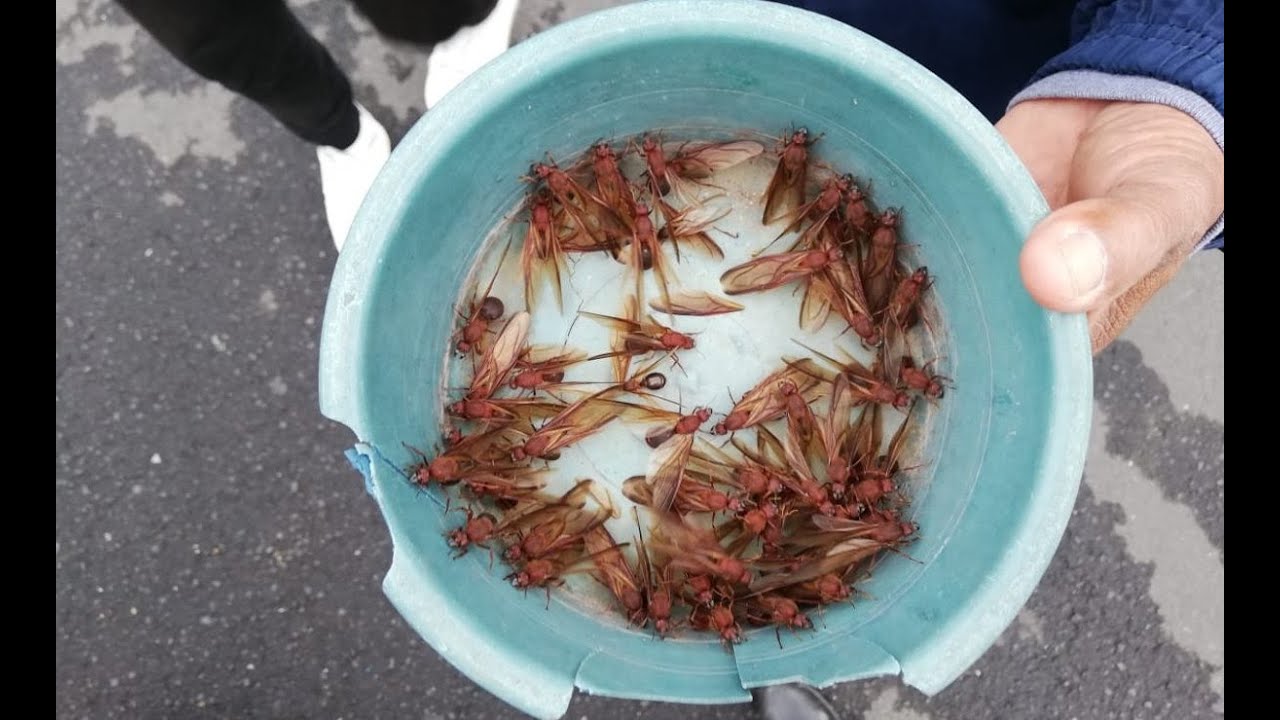 Conoce más sobre los Zompopos de mayo - YouTube