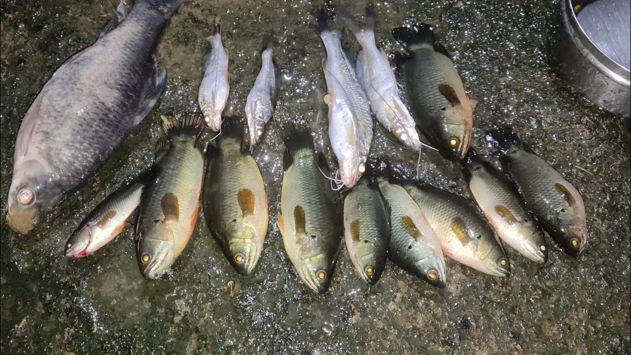 VILLAGE FISHING LIFE,,FULL ENJOY. // catching kau/ rohu /cat fish ...