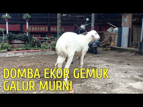 DOMBA SUPER JENIS DOMBA EKOR GEMUK - YouTube