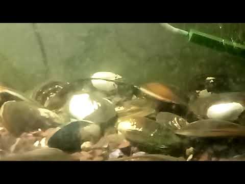 Pearl farming in aquarium +9031265795 - YouTube
