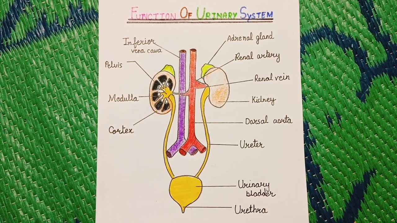 How to draw Human Excretory System -step by step - YouTube