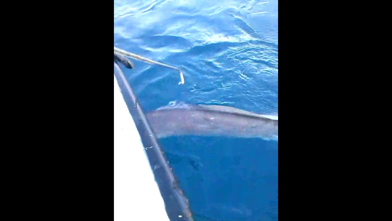 Pesca del congrio gigante en Cartagena - YouTube