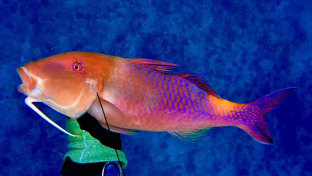 Diving For Moana Kali - YouTube