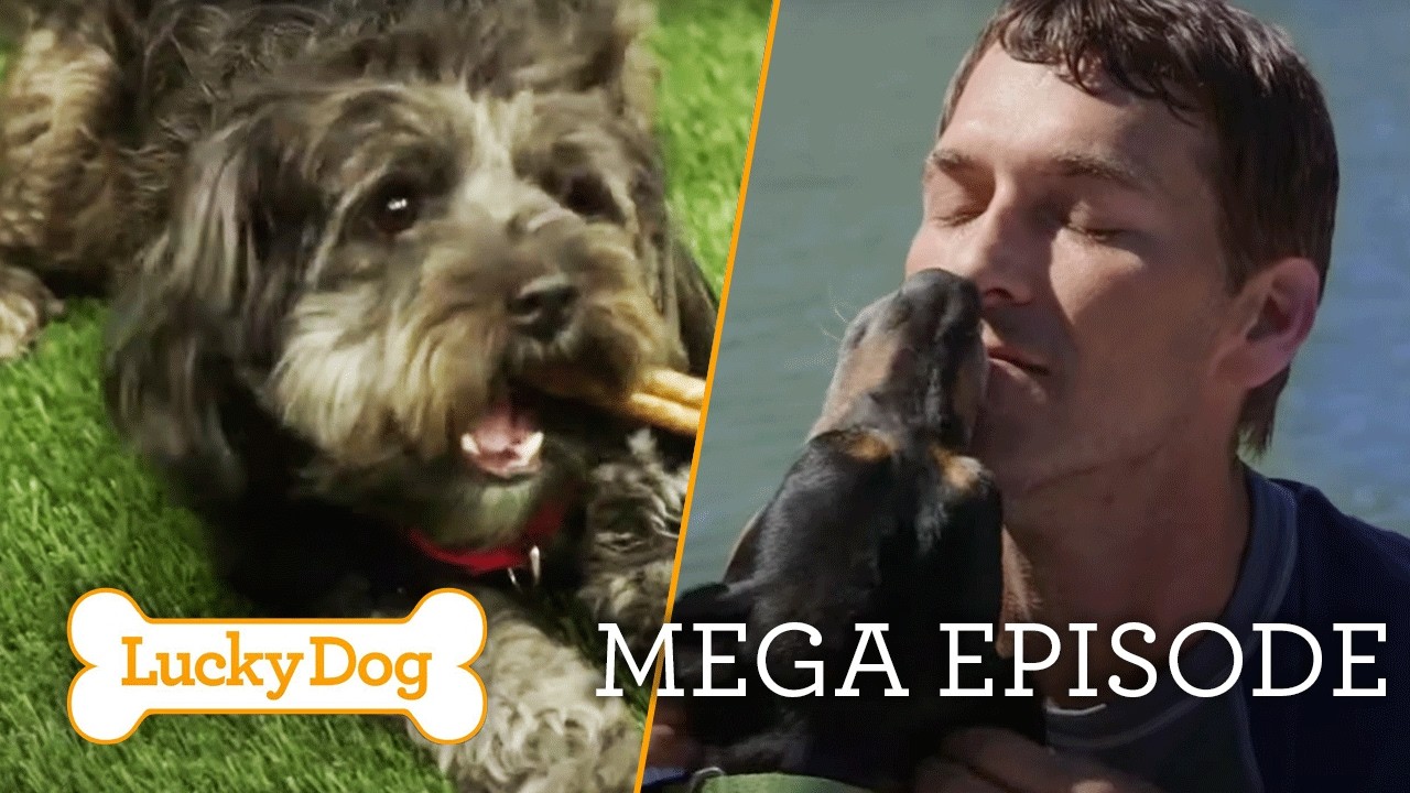 Are Black Dogs Really Less Adoptable Than Other Breeds? | Lucky Dog ...