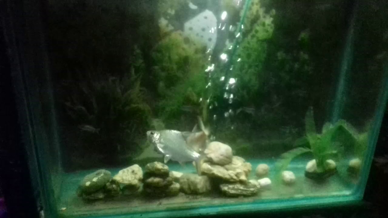 Tin foil barb breeding - YouTube