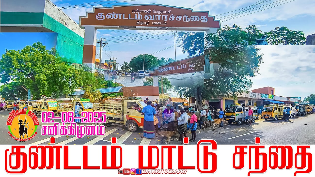 KUNDADAM MATTU SANTHAI| 02-08-2025| KUNDADAM COW MARKET - YouTube