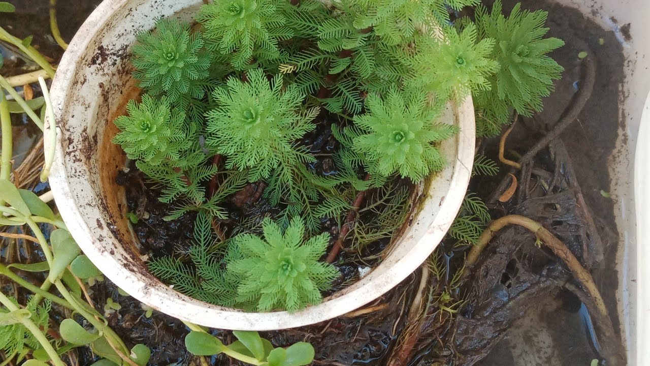 CUIDADOS PINITOS DE AGUA [Myriophyllum Aquaticum] - YouTube