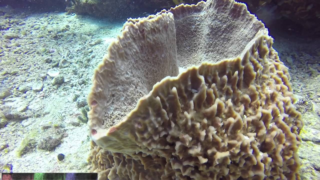 HMS Proselyte - YouTube