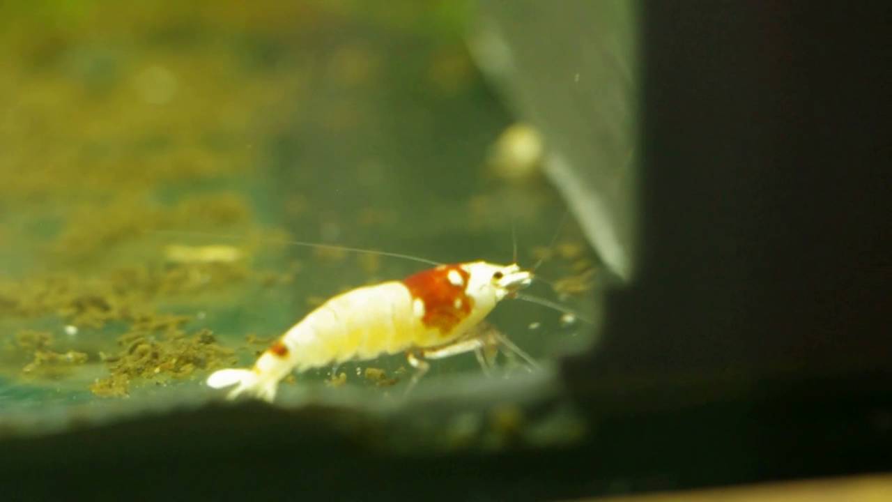 Pure Red Line Shrimps (PRL Shrimps) F1 presentation - YouTube