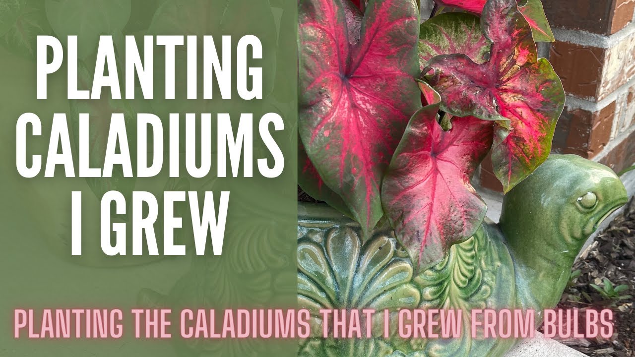 Planting Caladiums 🍃🍃🍃 || Caladium Bulb Planting || Summer Container ...