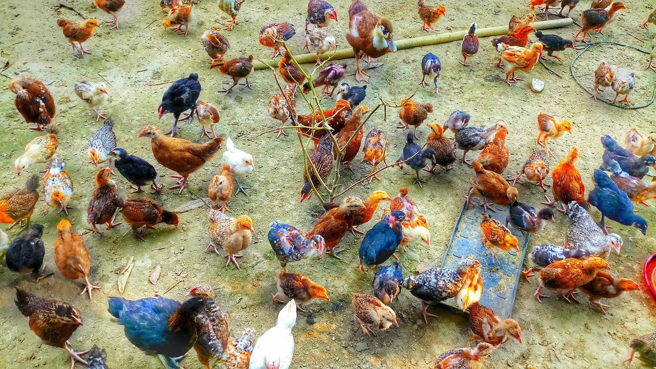 লোকেল কুকুৰাৰ পালন /খৰচ কিমান? কি খাবলৈ দিছে? Hen Farming/Chicken Farm ...