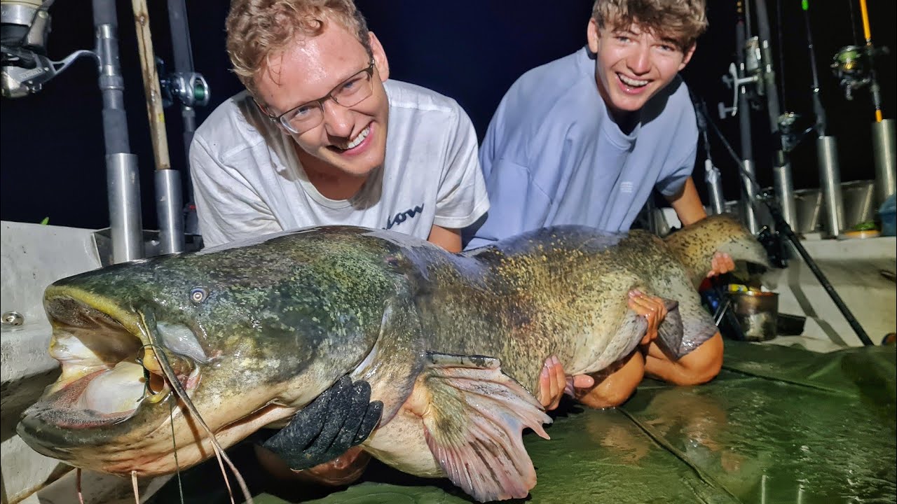 Riesenwels im Fluss gefangen!!! Wallerangeln im Fluss - YouTube