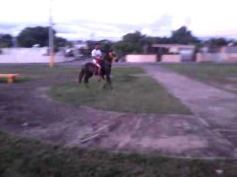 Lirios del Sur - YouTube