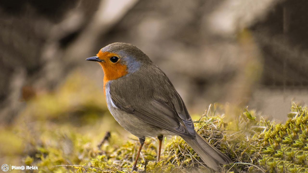 🔴 Relaxing Music to Relieve Stress, Anxiety and Depression • Mind, Body ...