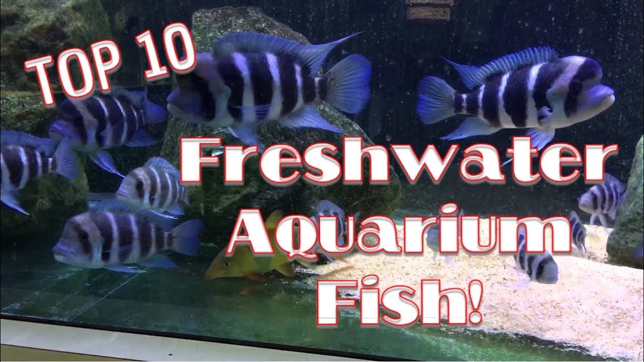 TOP 10 Freshwater Aquarium Fish! + My Top 5, What’s Yours? - YouTube