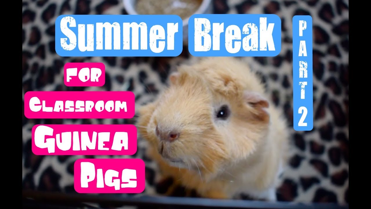 Summer Break - Where do the Guinea Pigs Stay? Part 2 - YouTube
