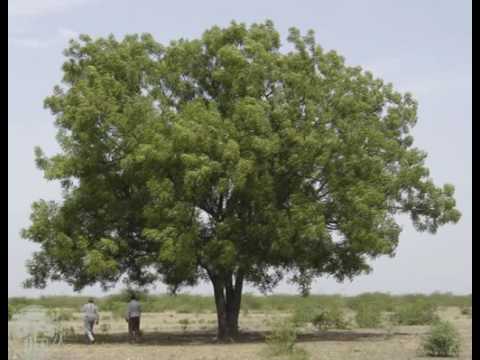 Provincial tree of Andhra Pradesh - ఇండియన్ లిలక్ - YouTube