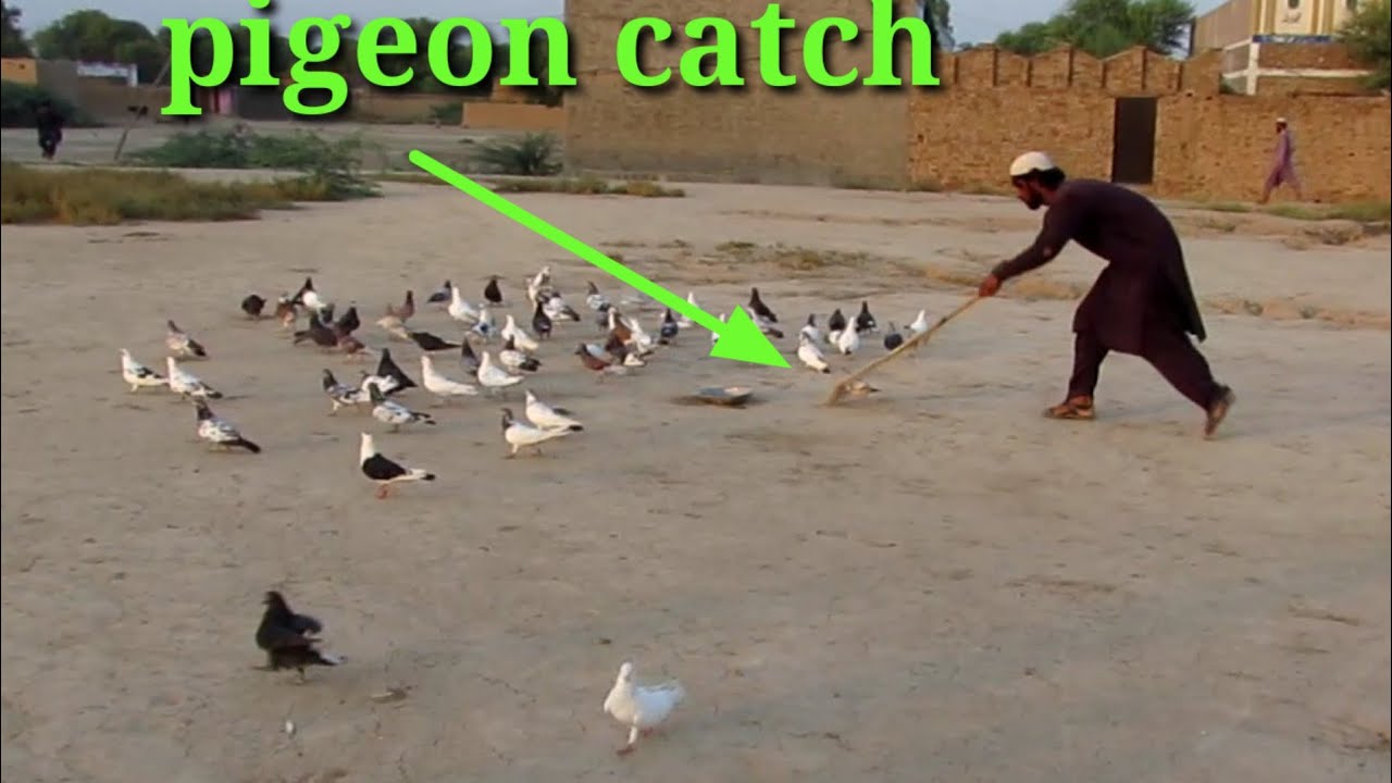 beautiful pigeon catch kabutar pakar howa kabootar bazi video - YouTube