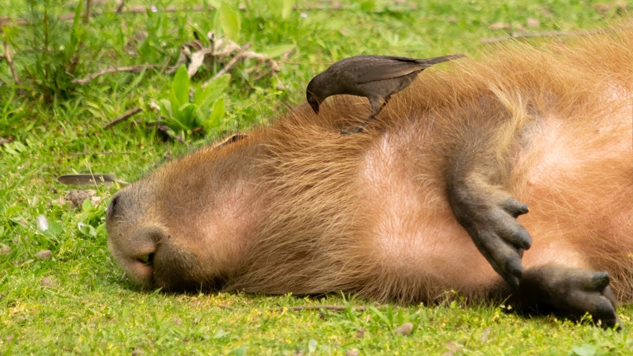 🌴 El EMBLEMA de Entre Ríos – Buscando Fauna en el Parque Nacional EL ...