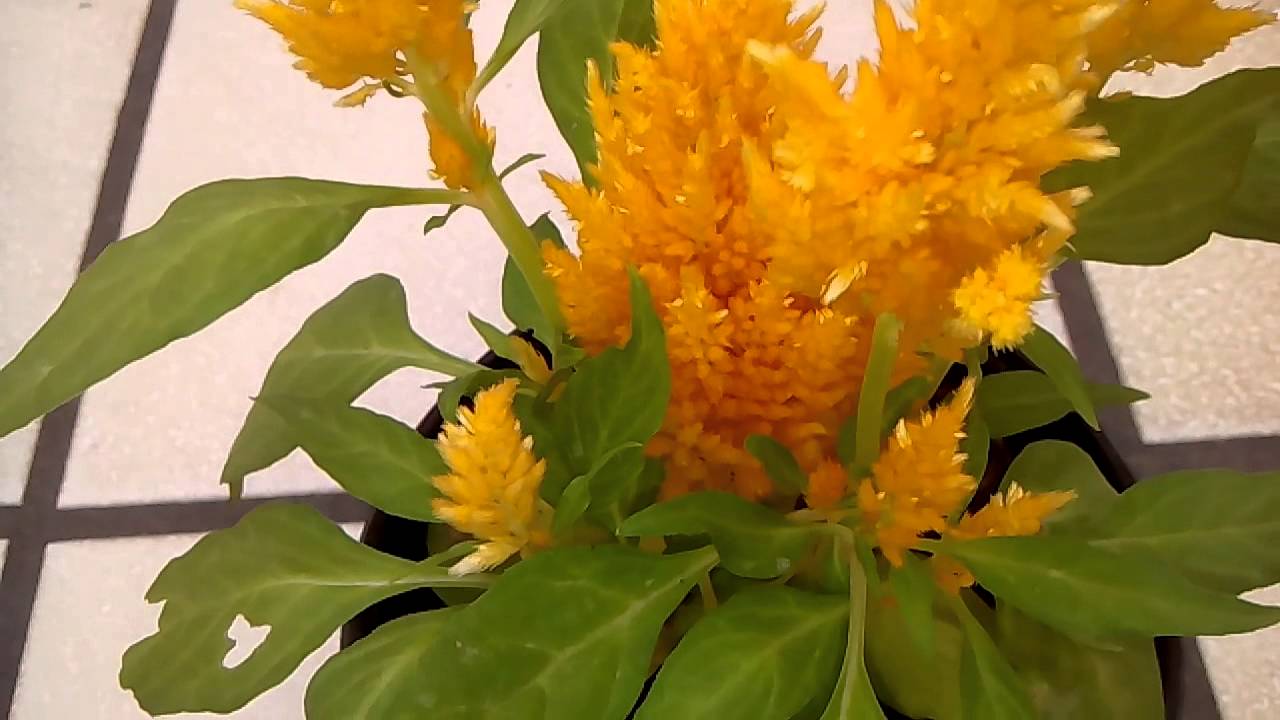 Celosia curiosidades y cuidados - YouTube