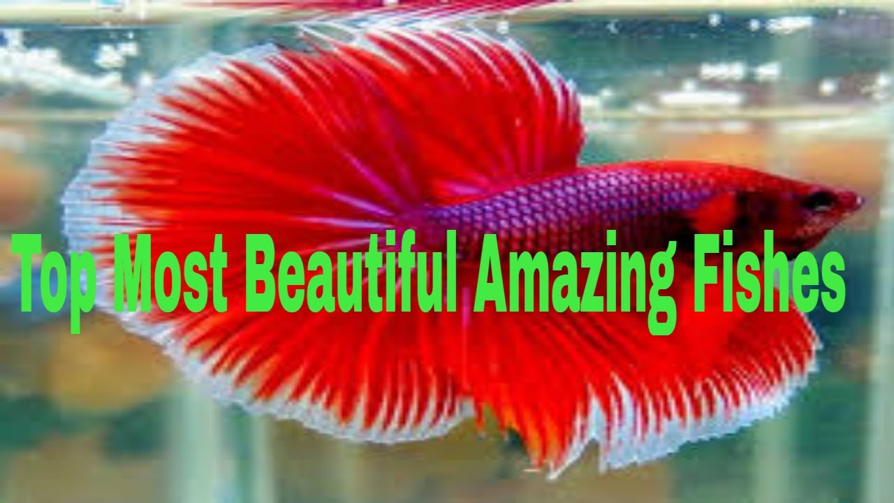 amazing real fish videos/Sweet Pet vlog - YouTube