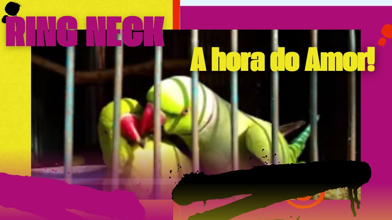 Dança do acasalamento Ring Neck - Reprodução de passaros - YouTube