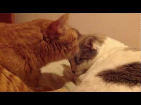 Meus gatos se lambendo