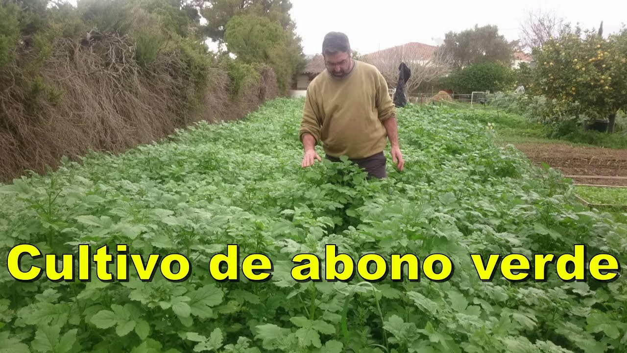 Cultivo de abono verde. - YouTube