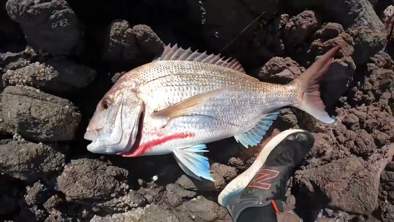 West Coast - spring Snapper fishing - YouTube