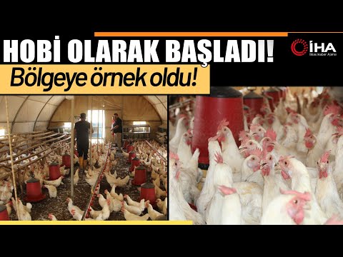 30 Tavukla Başladığı İşletmesinde Bin 700 Tavuğa Ulaştı