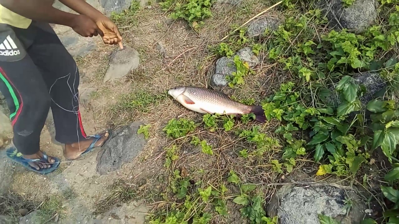 Grass crap caught - YouTube