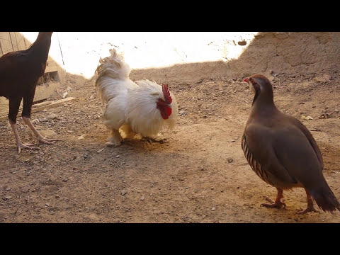 Chakor vs rooster  chakor ki jang fight
