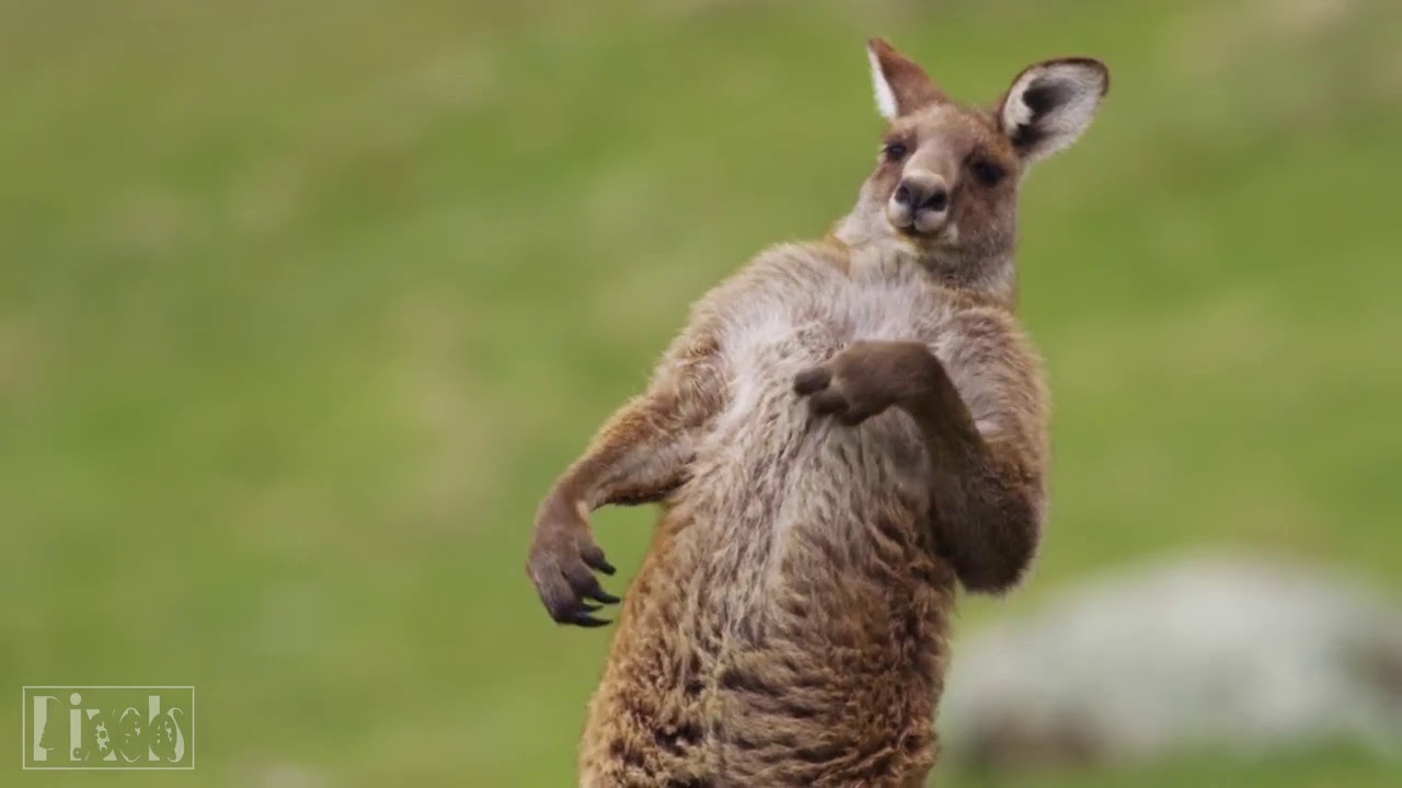 4k Wild Animal Ultra HD Video TV 60fps 2160p | ДИКИЕ ЖИВОТНЫЕ - YouTube