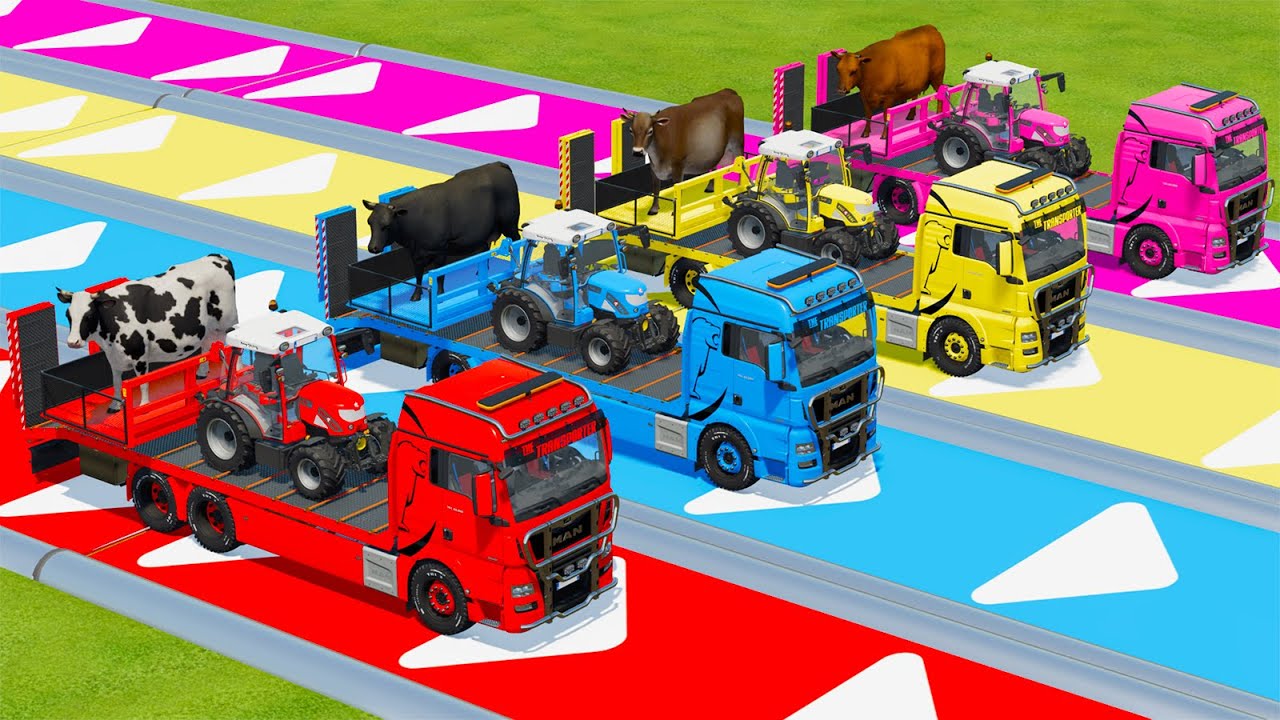 TRANSPORTING COWS & MINI RIGI TRAC TRACTORS WITH VOLVO AND MAN TRUCKS ...