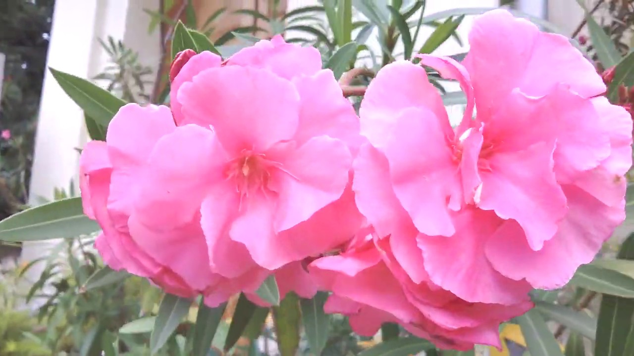 Leander flowers - YouTube