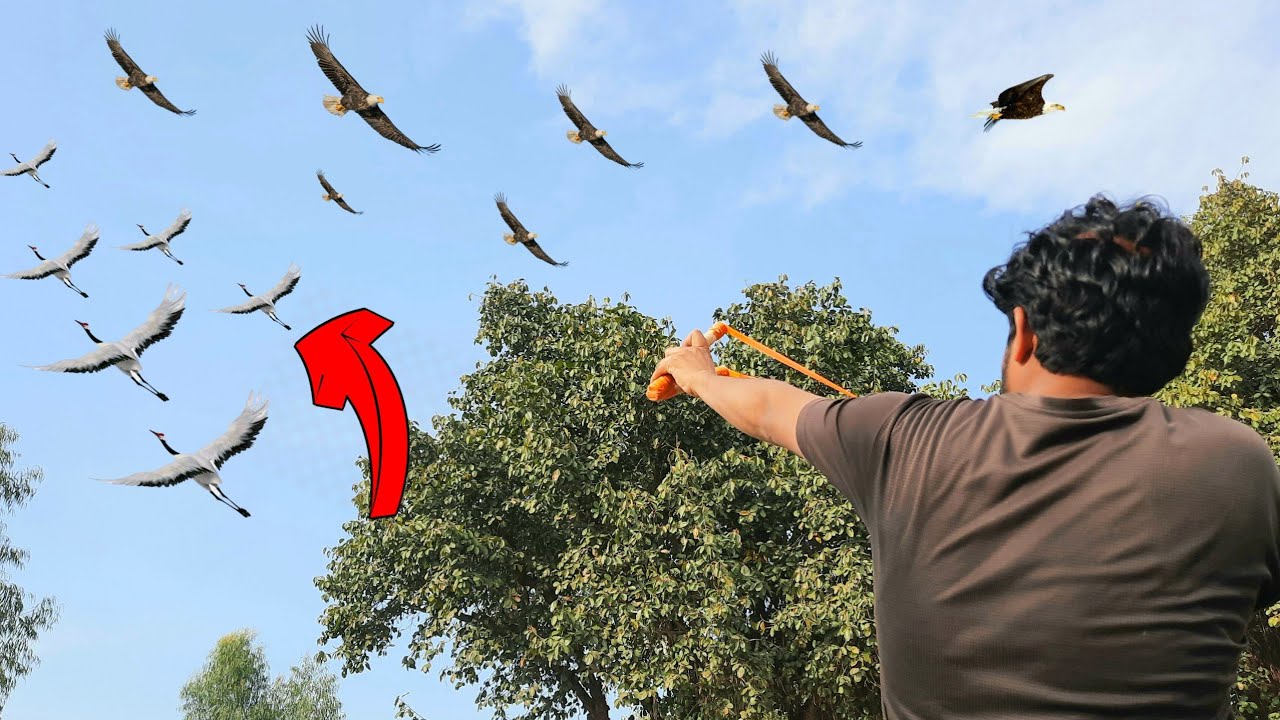 Birds hunting with slingshot 🦅 | Murghabi ka shikar - YouTube