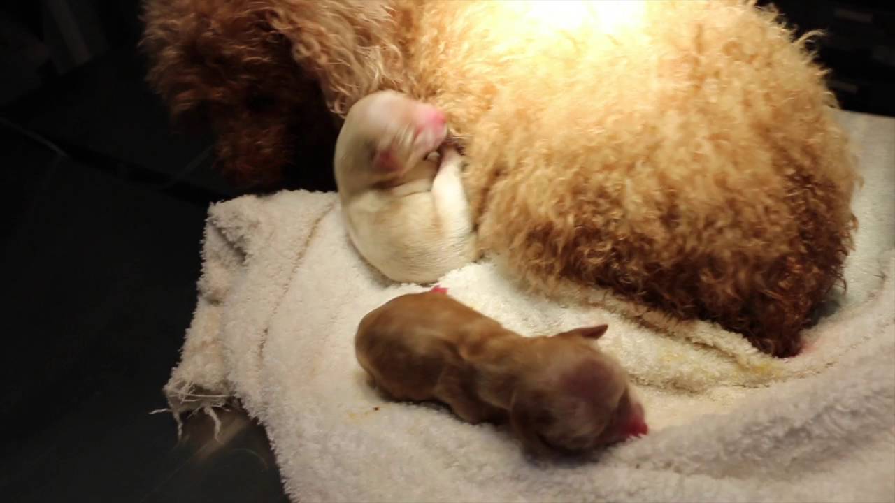 Final Video: When is a canine caesarean section needed? - YouTube