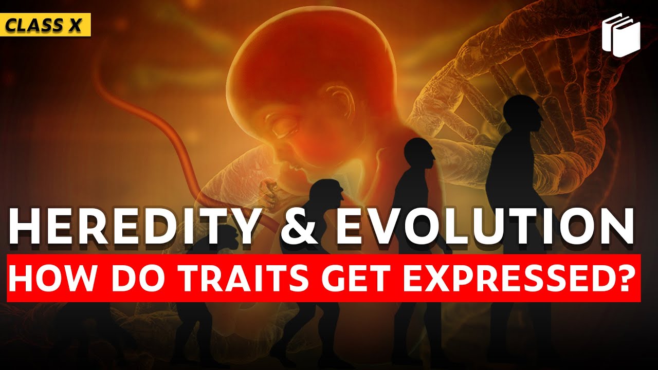 How Do Traits Get Expressed? | Chapter 9 | Class 10 | PuStack - YouTube